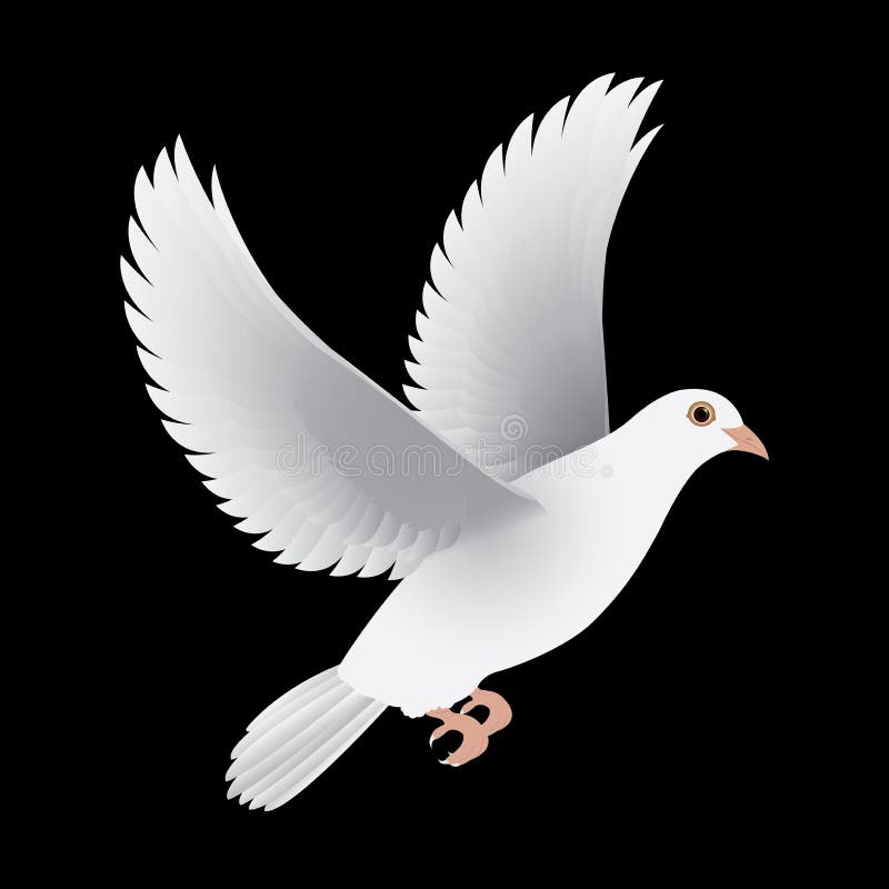 White dove vector stock vector. Illustration of pigeon - 32796503