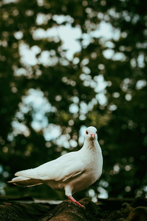 The White Dove Looks Mighty Stock Image - Image of nature, ducks: 216395217