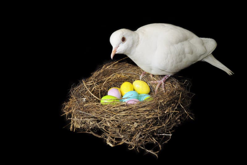 Easter dove stock image. Image of floral, concept, fauna - 29940391