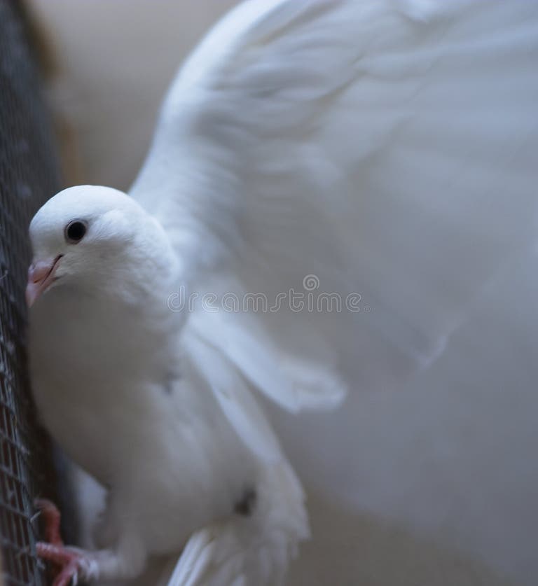 21,314 White Dove Peace Stock Photos - Free & Royalty-Free Stock Photos ...