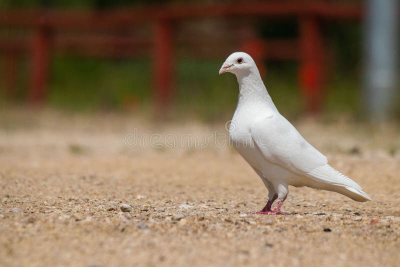 White Dove Perched on the Ground Stock Photo - Image of nature, plumage ...