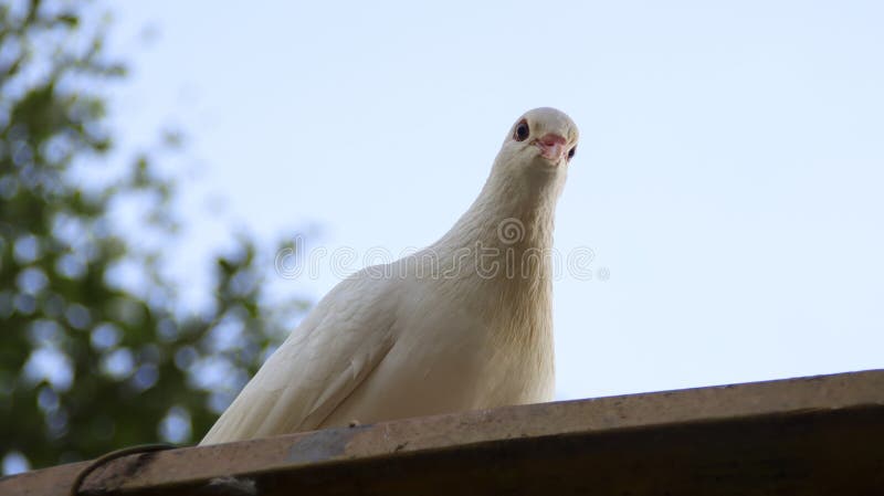 White Dove Pigeon Perched on the Roof Stock Image - Image of sweet ...