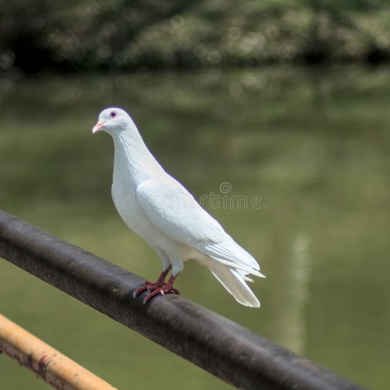 White dove on a railing. stock image. Image of bird - 278694219