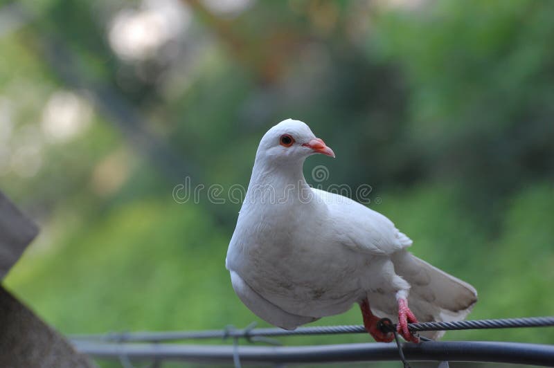 White Dove with Red Beak and Red Claws Stock Image - Image of branch ...