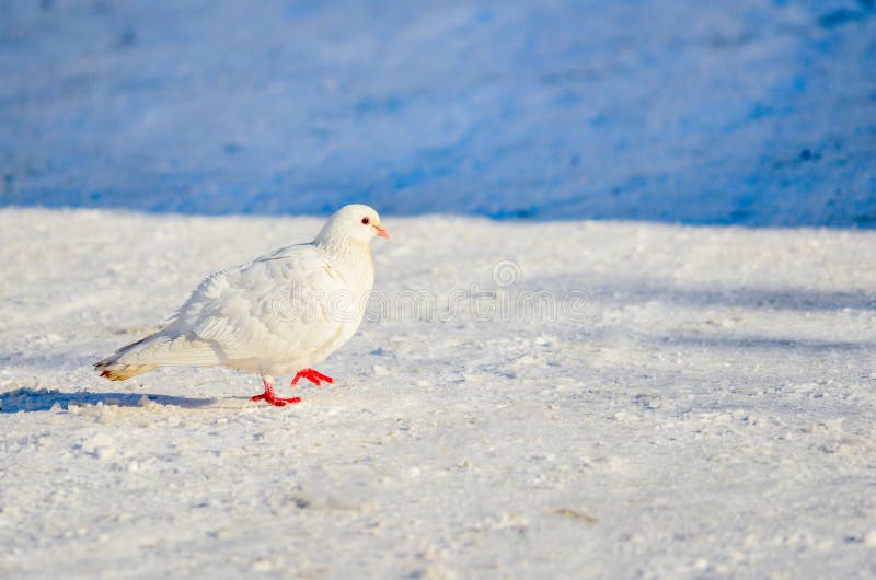 White Dove On A Snow Stock Image Image Of Grace Dove 17091571
