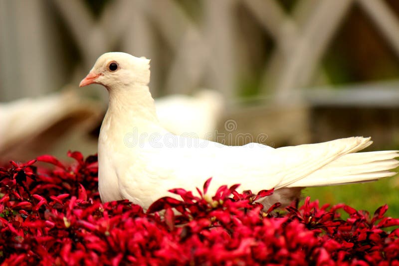 White dove on red stock image. Image of leaves, stay - 77683767