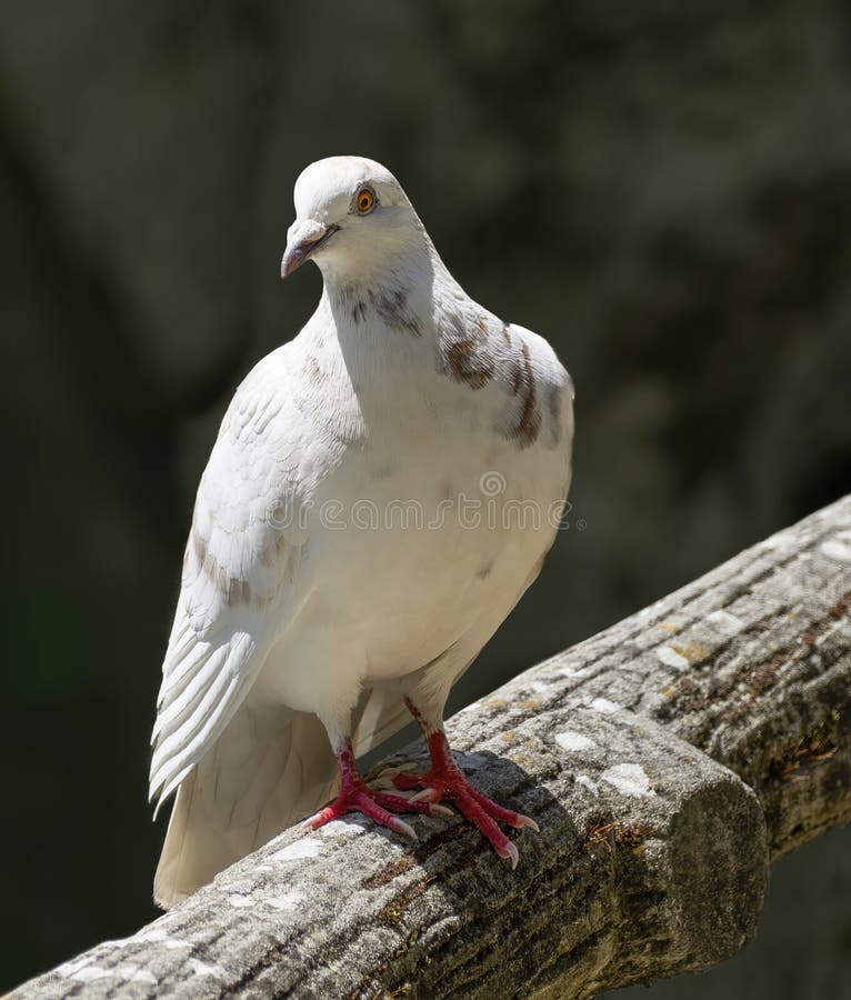 White dove rested stock photo. Image of love, bird, white - 272462684