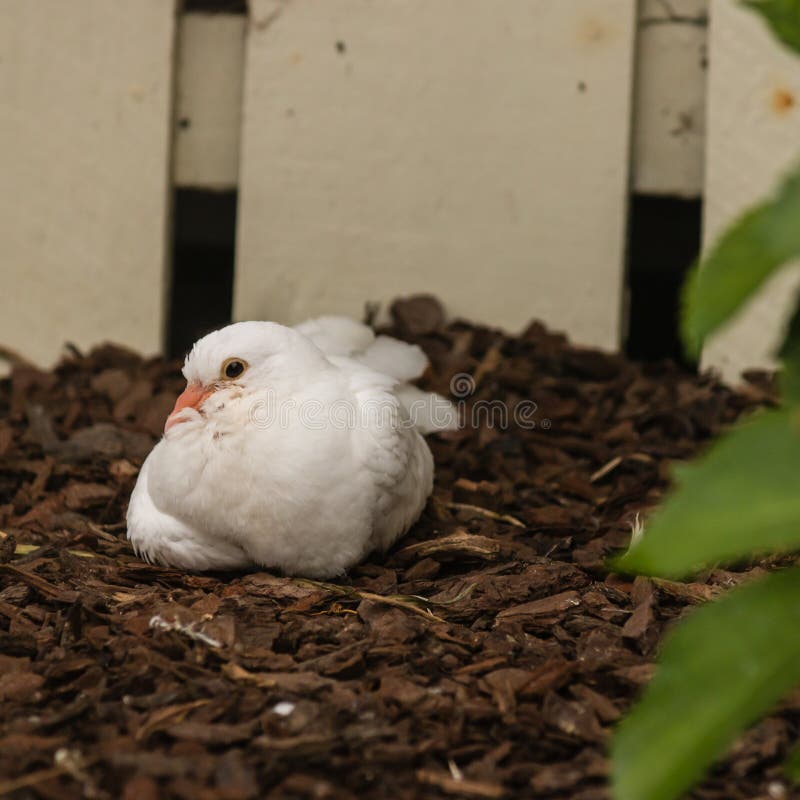 White Dove Resting on Ground Stock Image - Image of ground, bill: 49852301
