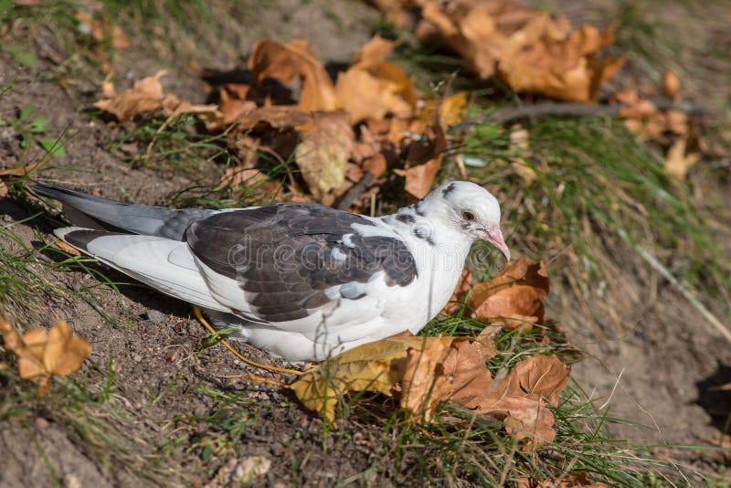 White dove rests stock image. Image of nature, wing, closeup - 61288879