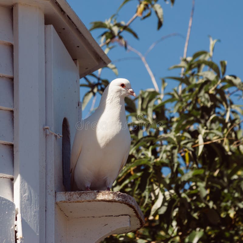 White Dove Sat at Entrance To Dove House Stock Image - Image of door ...
