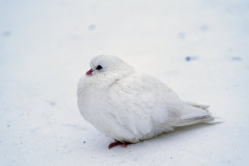 White Dove Sits on the First Snow Stock Photo - Image of purity, snow ...