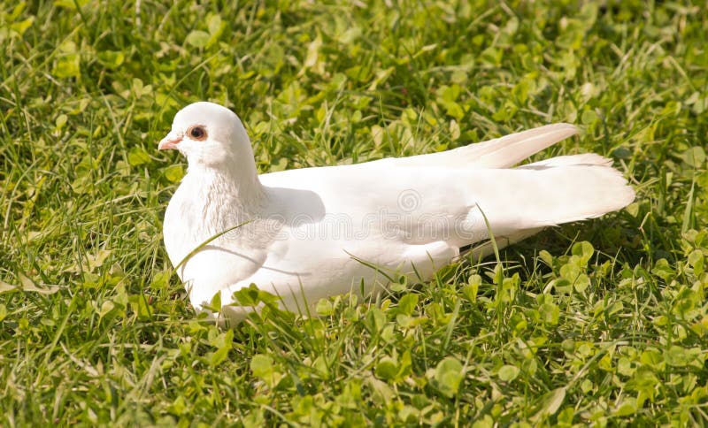 White Dove Sitting in the Grass Stock Image - Image of white, waiting ...