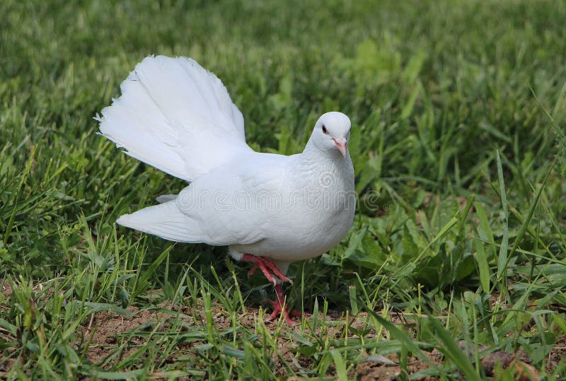 A White Dove Sitting on the Grass during the Daytime. Stock Image ... A White Dove Sitting on the Grass during the Daytime. Stock Image ...