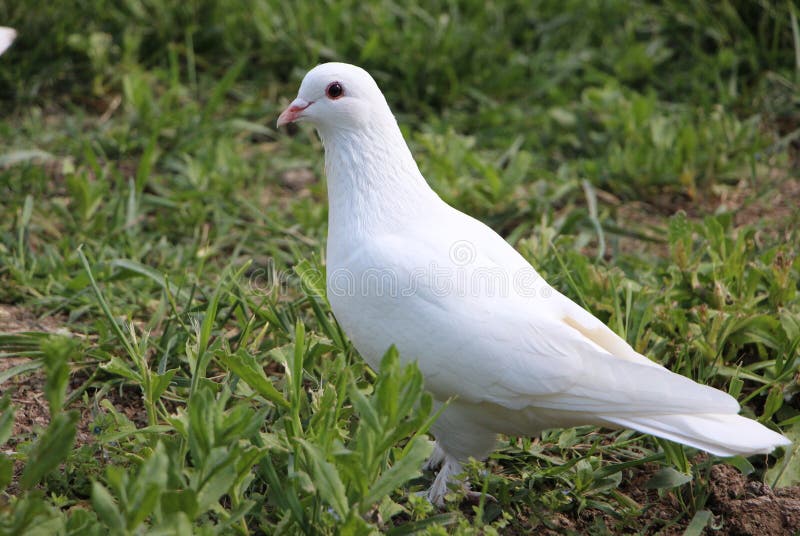 White Dove Sitting on the Grass at Daytime Stock Image - Image of ... White Dove Sitting on the Grass at Daytime Stock Image - Image of ...