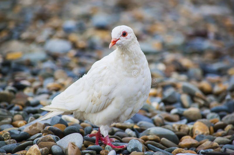 1,714 White Dove Beach Stock Photos - Free & Royalty-Free Stock Photos ...