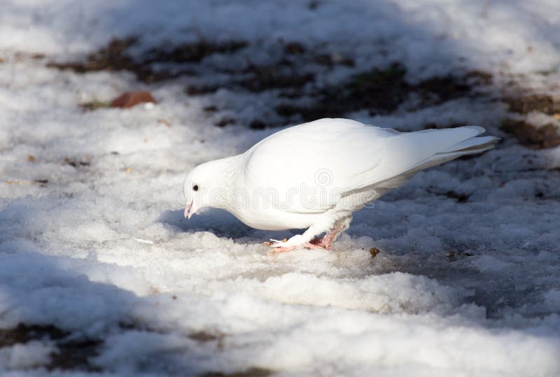Dove in the snow in winter stock photo. Image of walking - 143014734