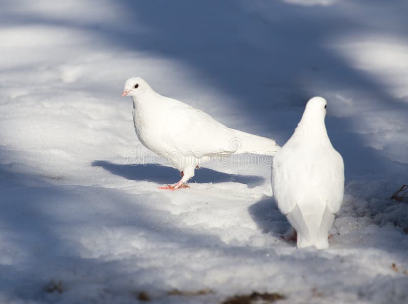 White Dove in the Snow in the Winter Stock Photo - Image of symbol ...