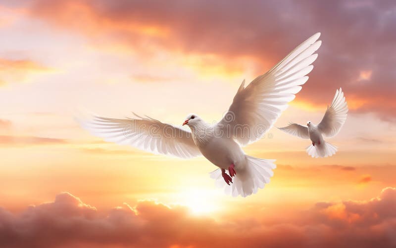 White dove on sunset stock illustration. Illustration of daydream ...