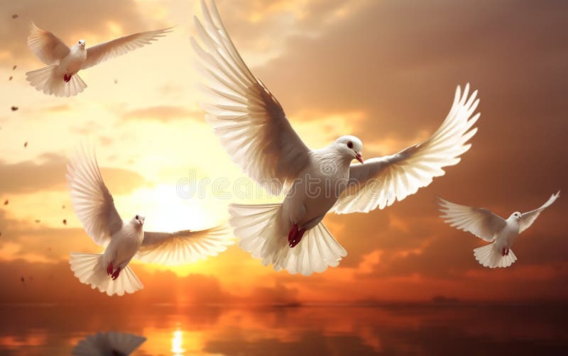 White dove on sunset stock illustration. Illustration of flying - 281178131