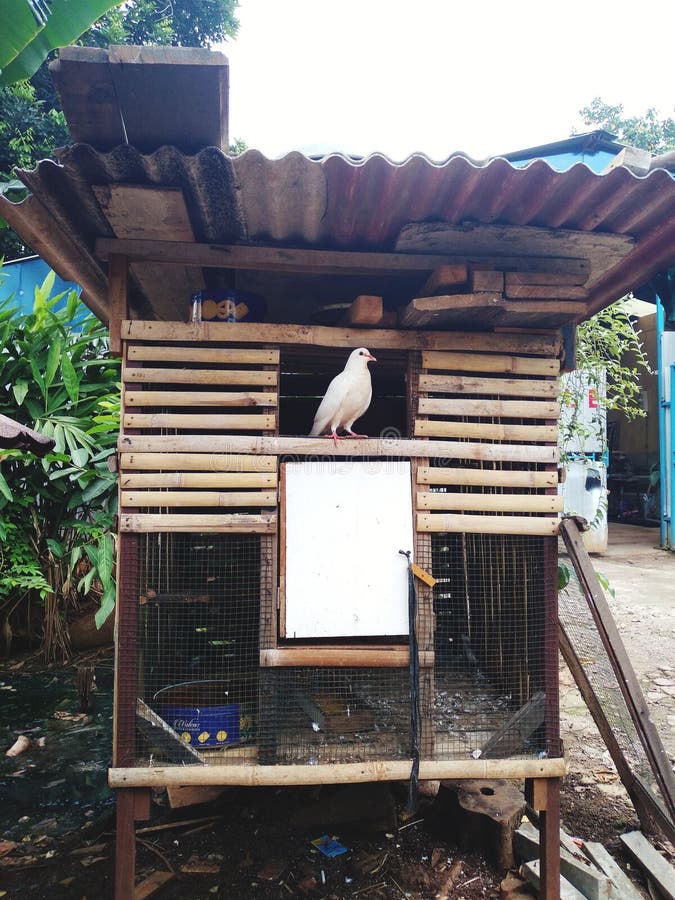 A White Dove, Was in His Cage Editorial Image - Image of dove, cage ...