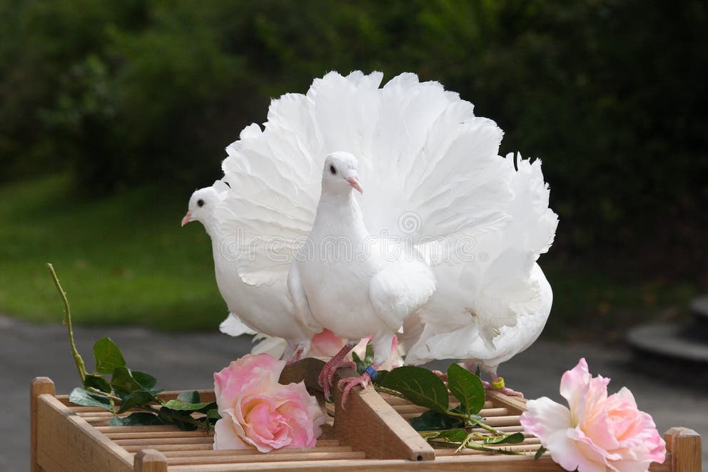 White dove - wedding stock image. Image of inculpable - 1114189