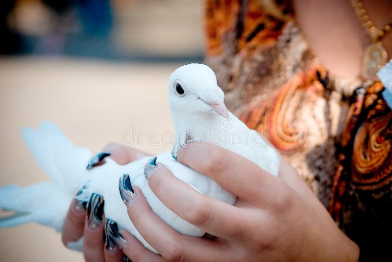 White Dove in Woman S Hands Stock Image - Image of pigeons, hands: 3783371