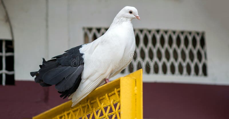 White dove stock photo. Image of scenics, pets, nature - 69309668