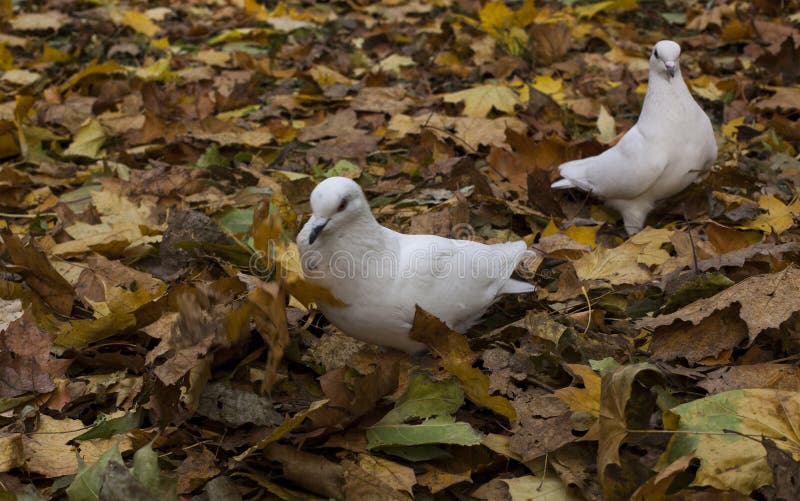 White Doves Against the Background of Autumn Leaves Stock Photo - Image ...