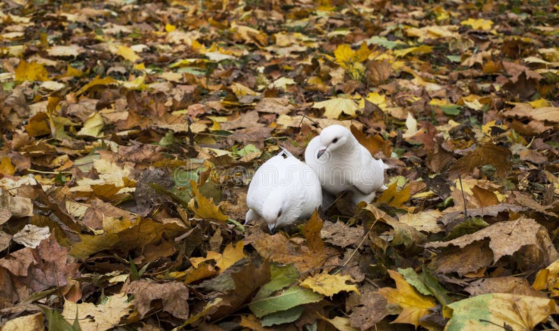 White Doves Against the Background of Autumn Leaves Stock Photo - Image ...