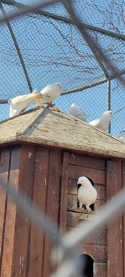 The White Doves on the Cage Inside the Zoo Stock Image - Image of ...