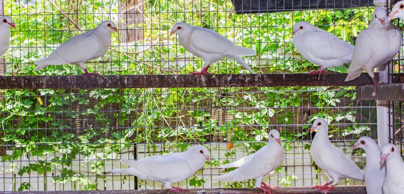 Breed of White Pigeons, White Doves Stock Image - Image of dovecot ...