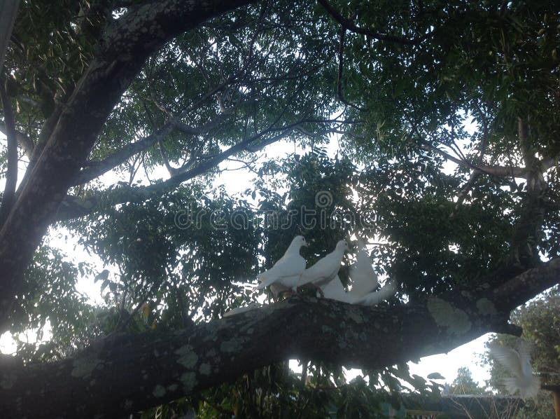 White doves stock image. Image of white, release, tranquility - 57686955