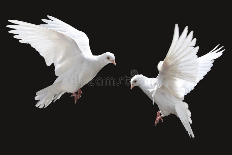White Doves Flying, Isolated on Black Stock Photo - Image of soar, high ...