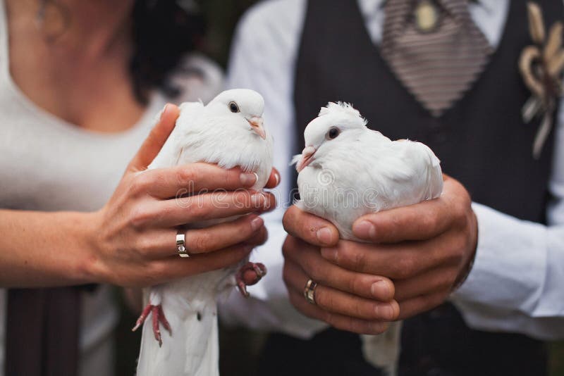 White Doves in the Hands of the Newlyweds Stock Image - Image of ...