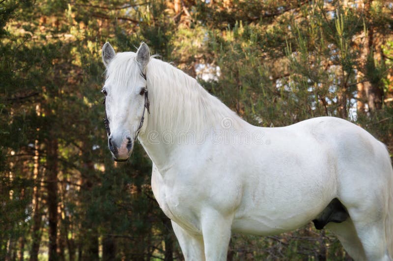 White Draft Persheron Stallion Posing Near Forest Stock Photo - Image ...