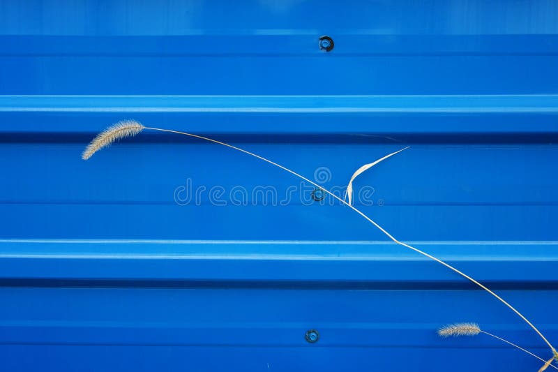 A White Dried Ear Behind a Blue Metal Background Stock Photo - Image of ...