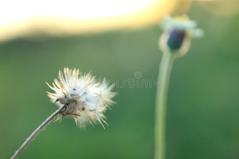 White Dried Flower Pollen Blown in the Morning Wind and Sunlight on the ...
