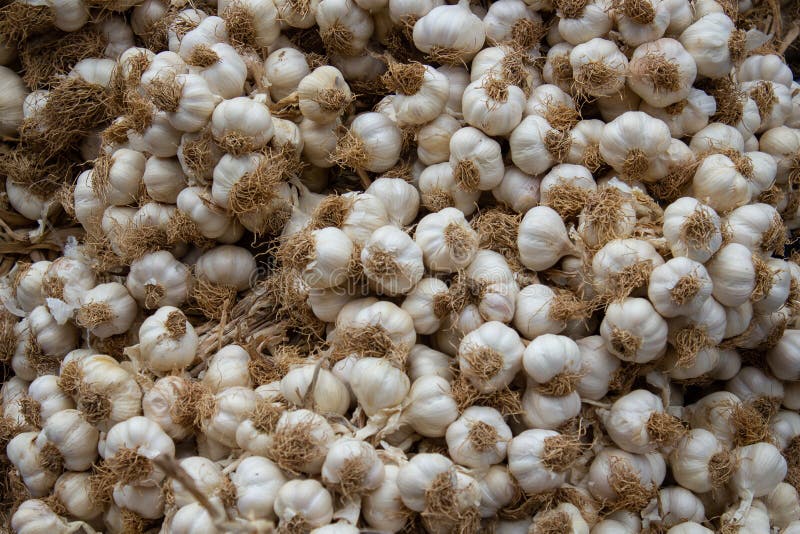 White Dried Garlic Bundles Stack Stock Image - Image of cooking ...
