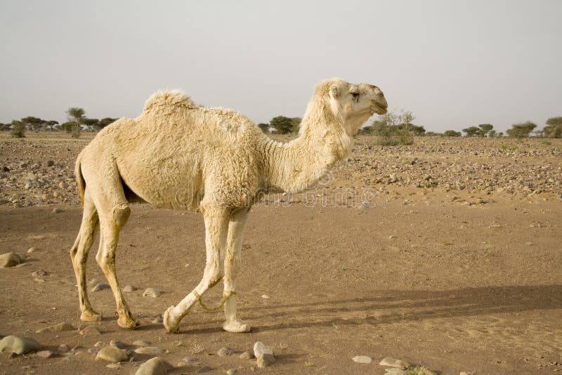 A white dromedary stock image. Image of color, legs, north - 14466133
