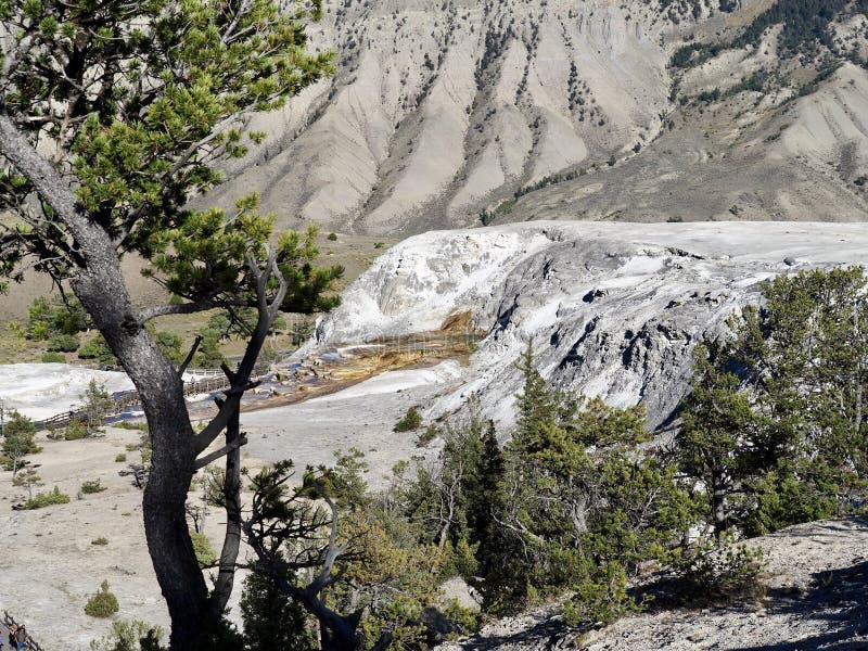 White Dry Portion of Mammoth Hot Springs with Pine Trees Stock Photo ...