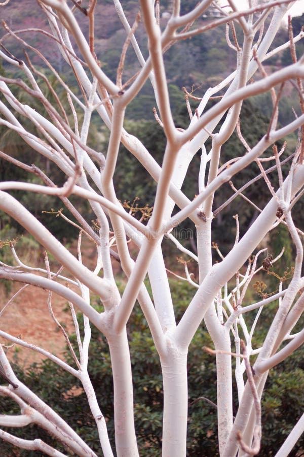 White Dry Tree African Savannah Stock Image - Image of nature, tree ...