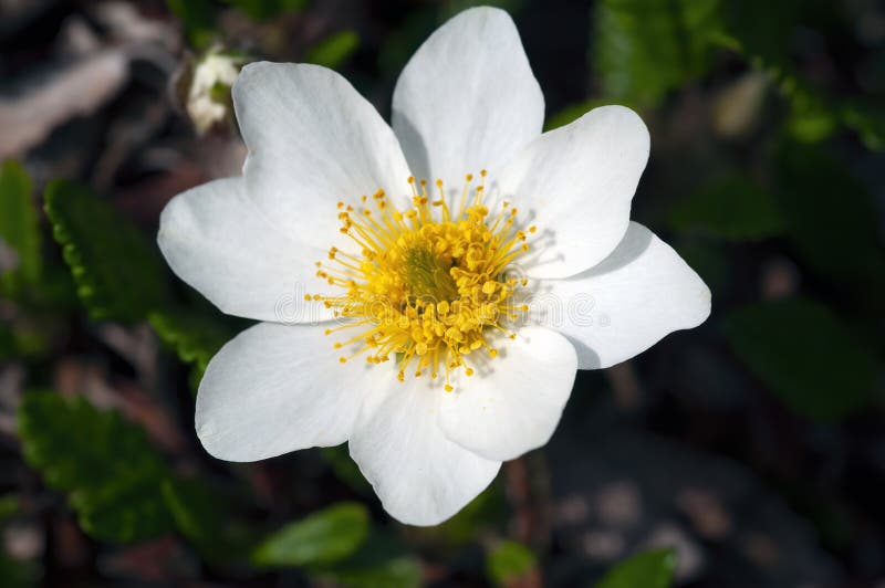 397 Dryas Flower Stock Photos - Free & Royalty-Free Stock Photos from ...