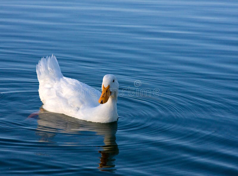 White duck with ducklings stock photo. Image of baby - 78379236