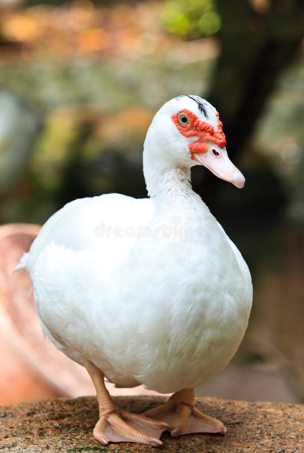 White Duck stock photo. Image of surface, wing, outdoor - 18869062