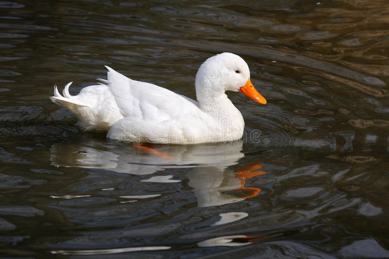 White duck stock image. Image of pure, ducks, white, bird - 61243843