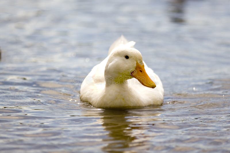 White duck stock photo. Image of wildlife, duck, duckling - 256586
