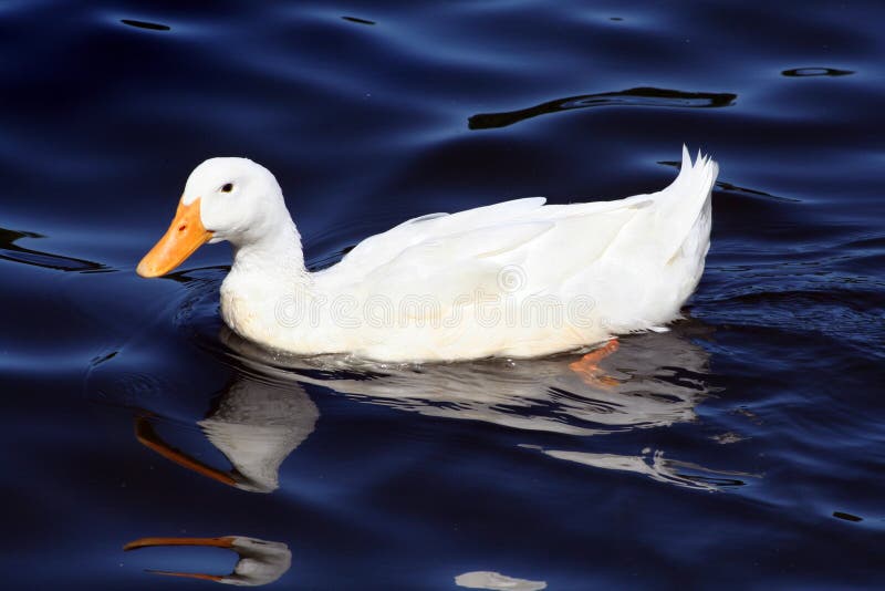 White duck smiles stock photo. Image of evening, open - 108661948