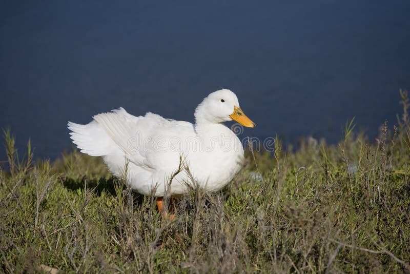 White Duck stock photo. Image of waterfowl, duck, white - 4879300