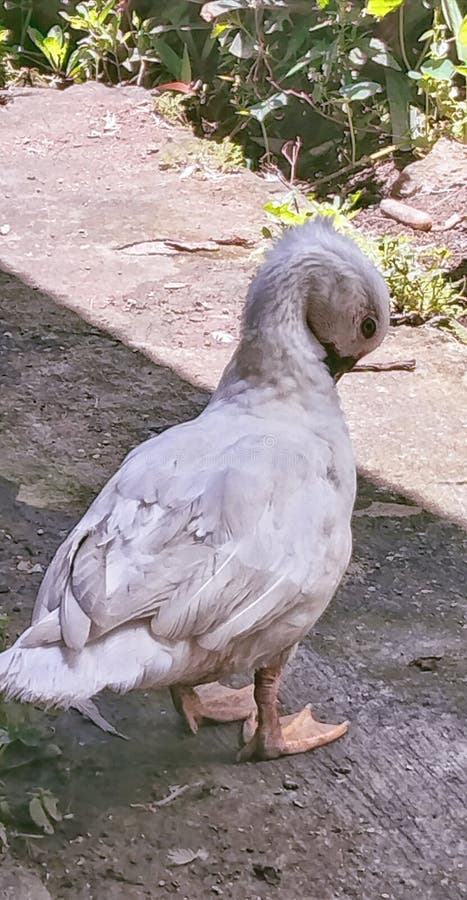 Duck Avoiding Stock Photos - Free & Royalty-Free Stock Photos from ...