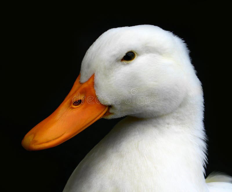 White Duck (Aylesbury Duck) Stock Photo - Image of nature, white: 267425500